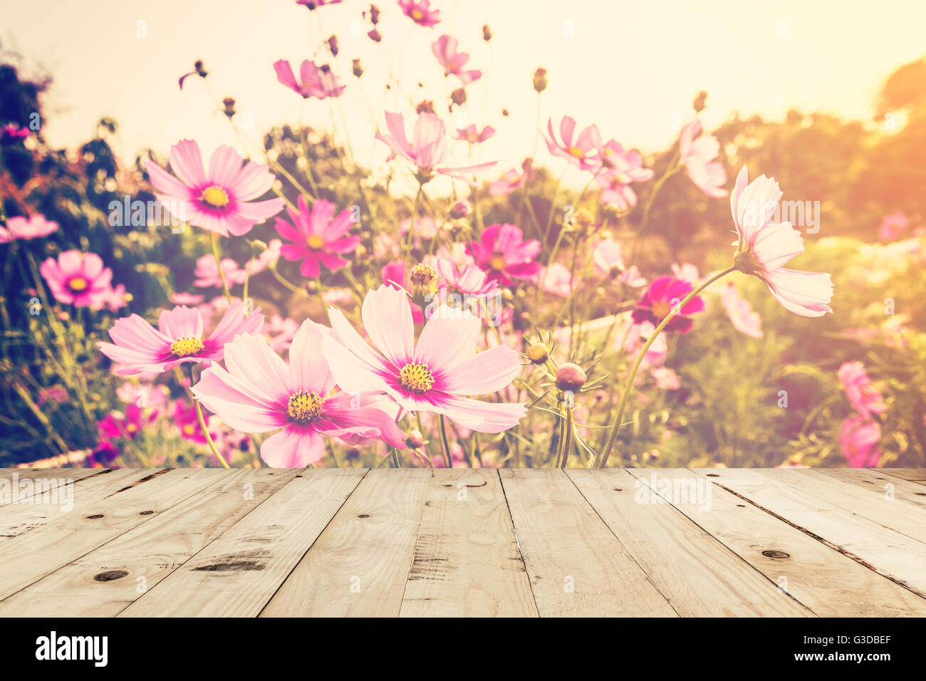 wood table and field cosmos with sunlight. vintage tone photo Stock ...