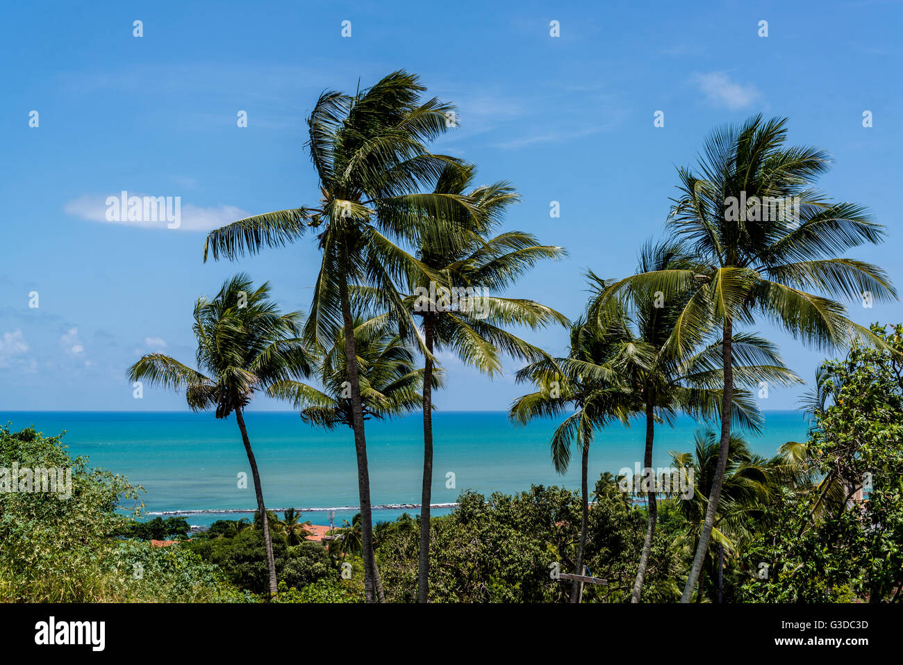 Pernambuco Tree High Resolution Stock Photography and Images - Alamy