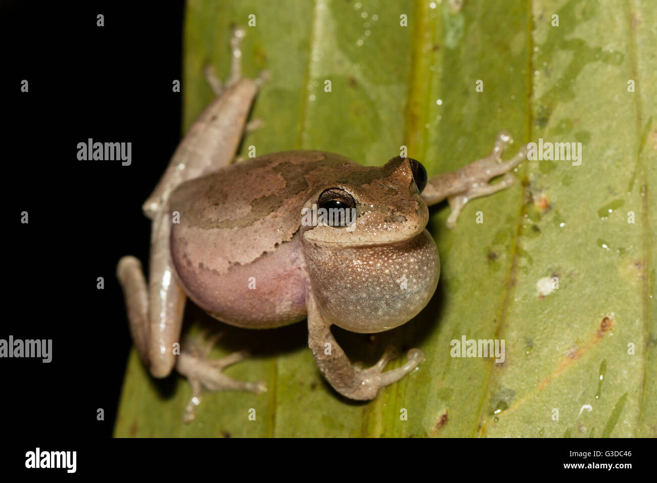 Pine woods tree frog calling while clinging to the side of a leaf ...