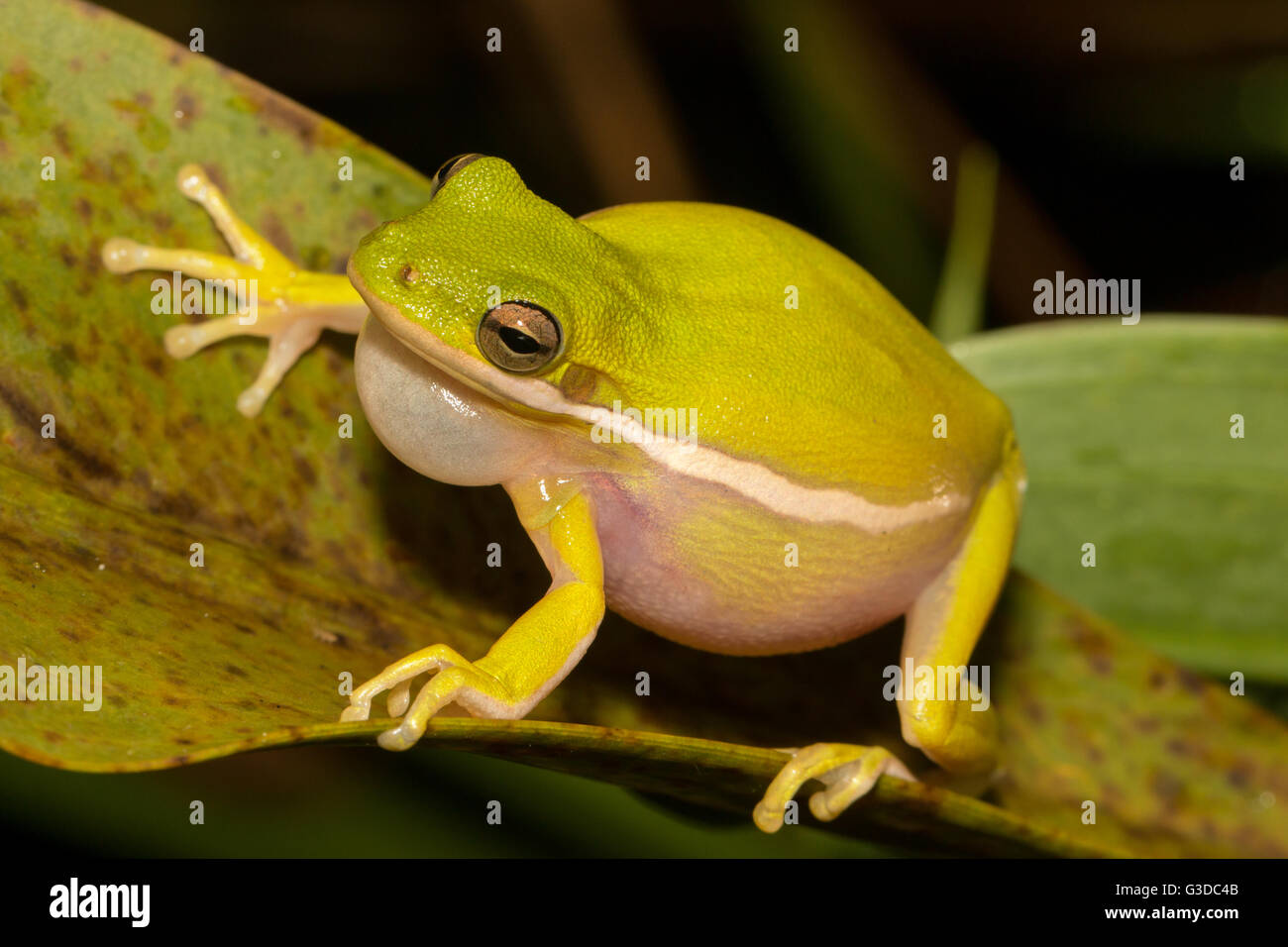 A beautiful male green treefrog in a breeding chorus - Hyla cinerea ...
