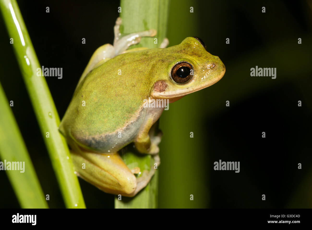 Squirrel treefrog hi-res stock photography and images - Alamy