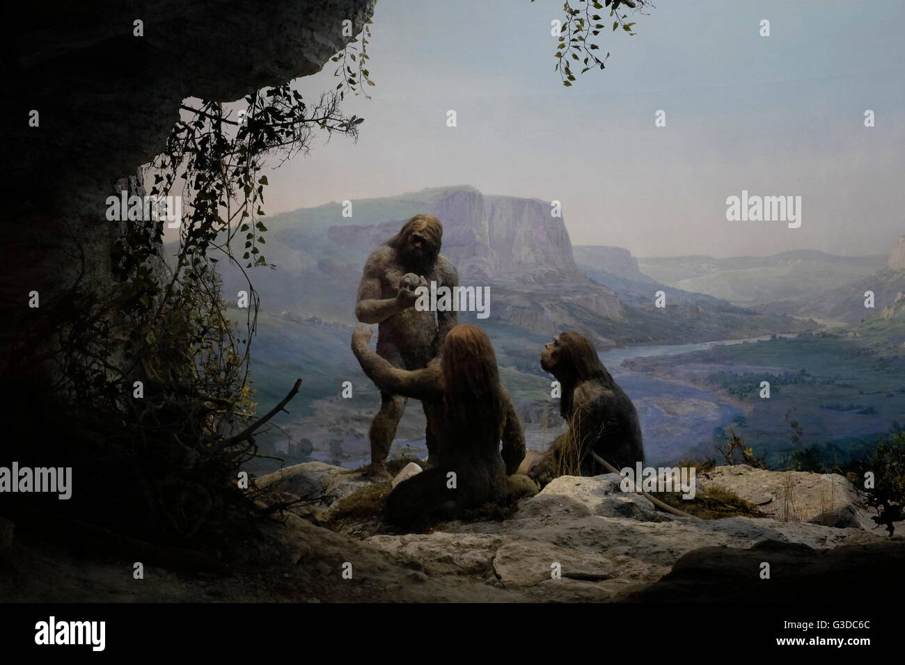 A diorama depicts australopithecine primitive species inside the ...