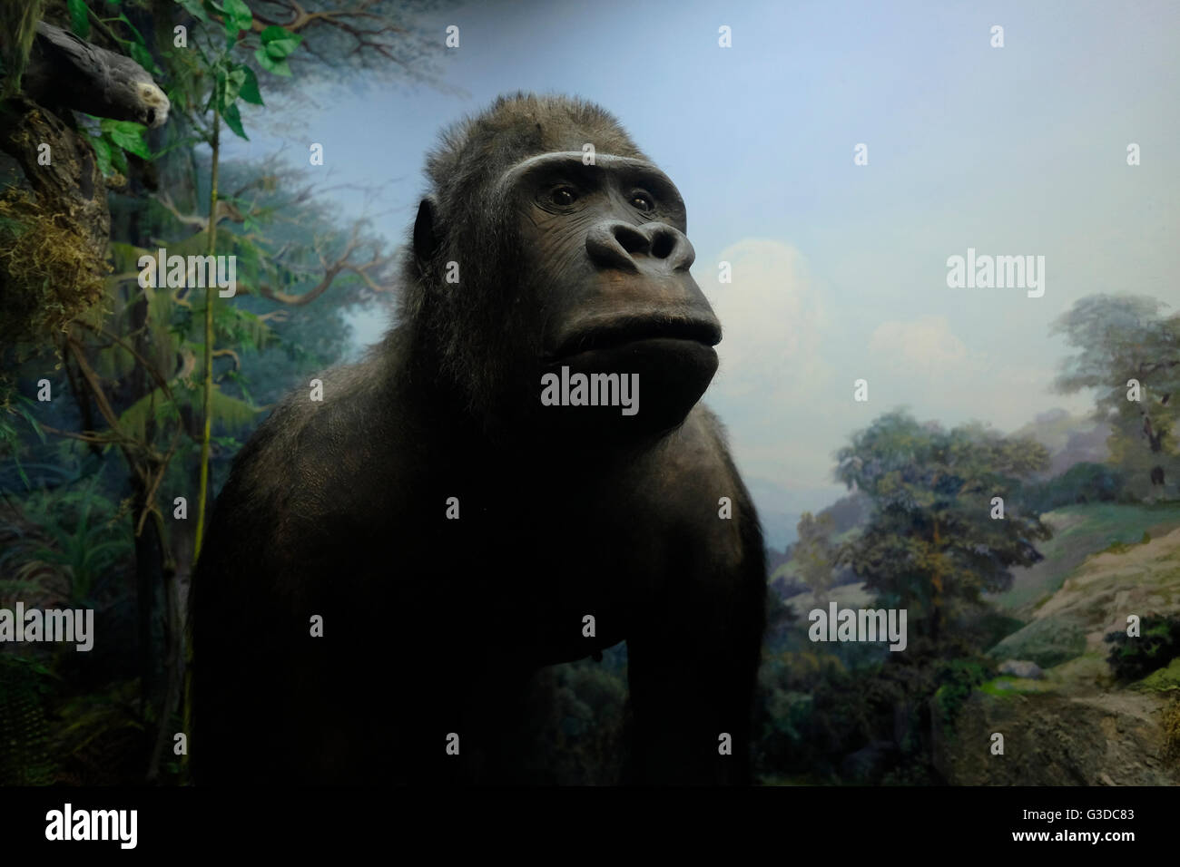 Australopithecine hi-res stock photography and images - Alamy