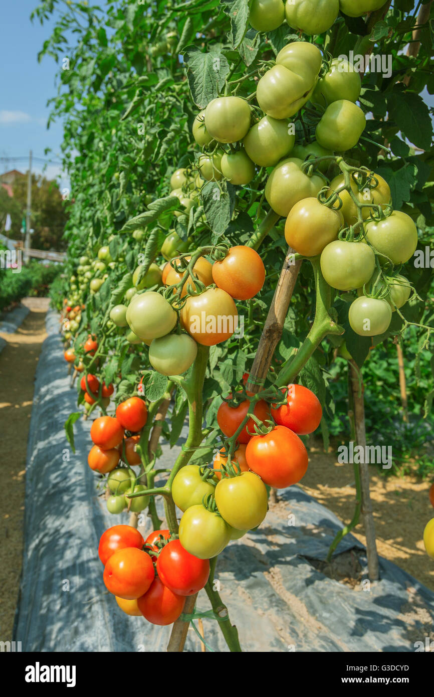 tomato cultivation in field agriculture Stock Photo - Alamy