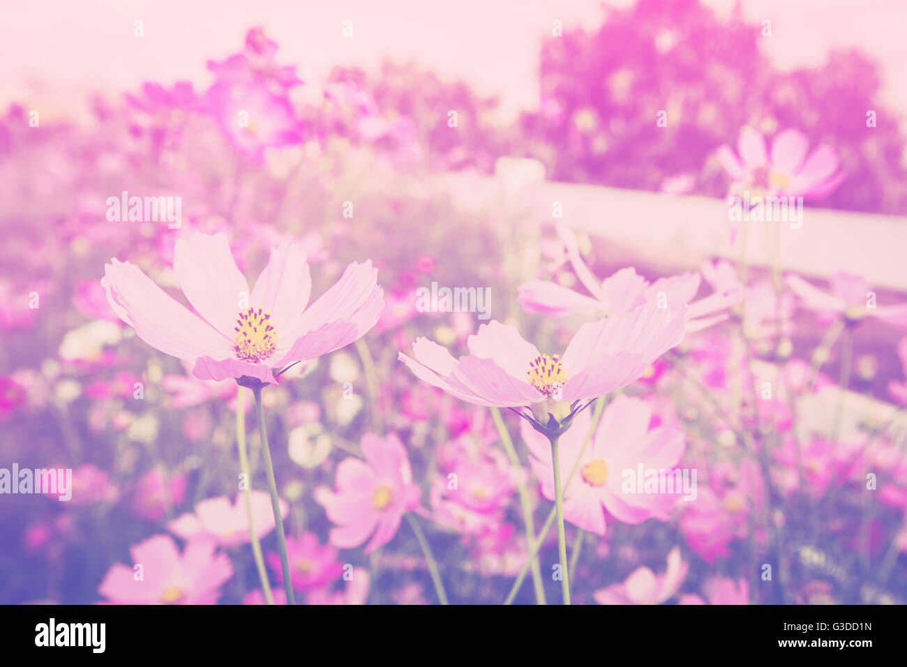 cosmos flower and sunlight in field meadow with vintage tone Stock Photo - Alamy