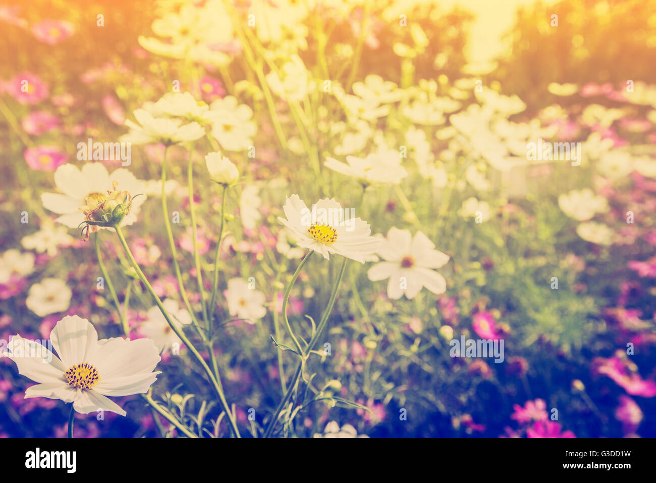 cosmos flower and sunlight in field meadow with vintage tone Stock ...