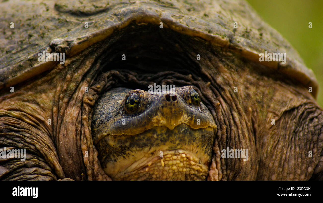 Close up of Turtle Stock Photo - Alamy