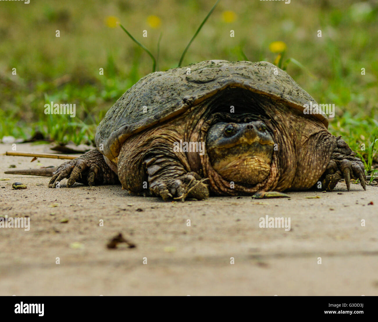 Turtle on side walk Stock Photo - Alamy