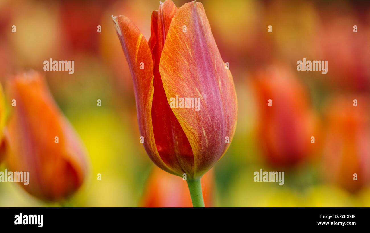 A closeup of a single tulip with garden of tulips in background Stock ...