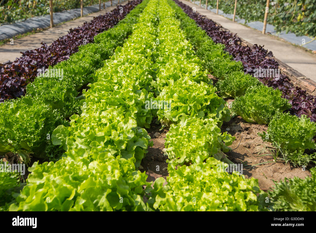 Lettuce field farming hi-res stock photography and images - Alamy