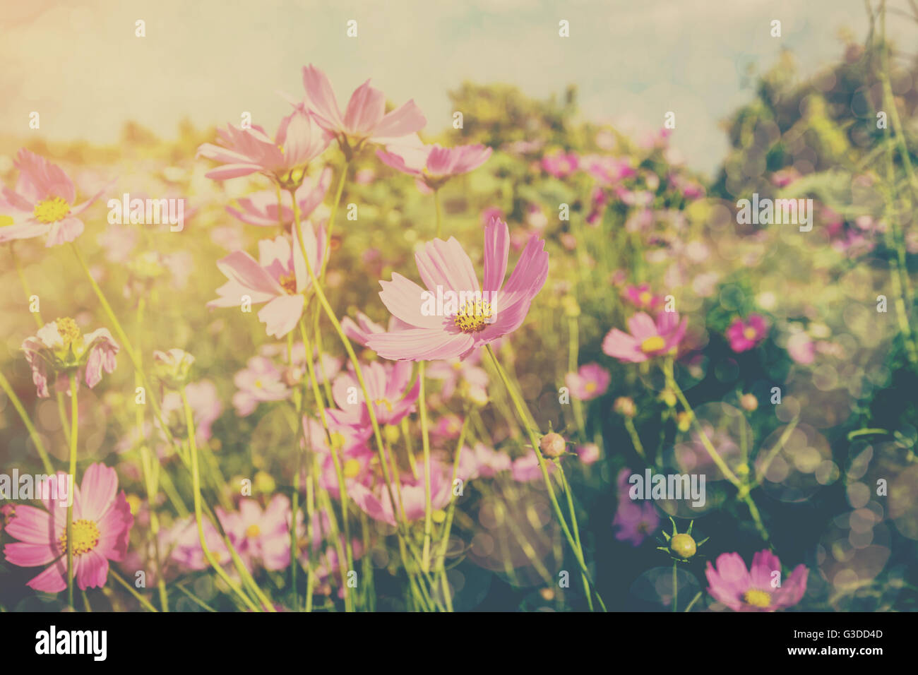 Cosmos flower and sunlight with vintage tone Stock Photo - Alamy