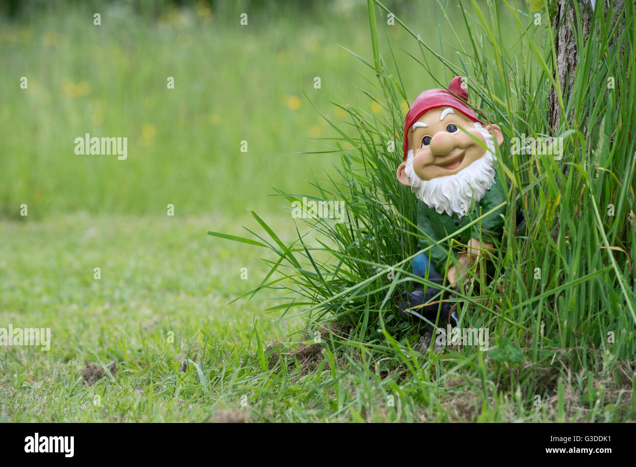 Happy smiling garden gnome in long grass Stock Photo - Alamy