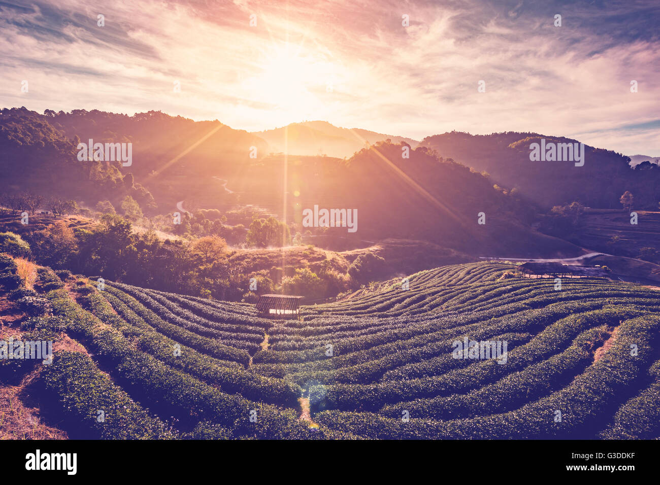 Tea field hi-res stock photography and images - Alamy