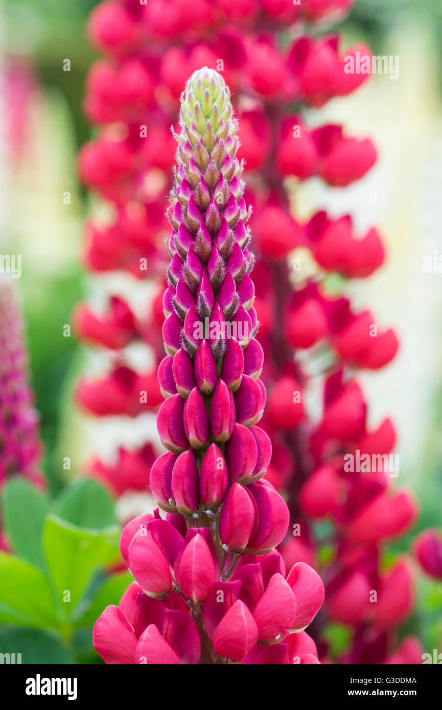 Lupinus. Lupin 'The Page' flower Stock Photo - Alamy