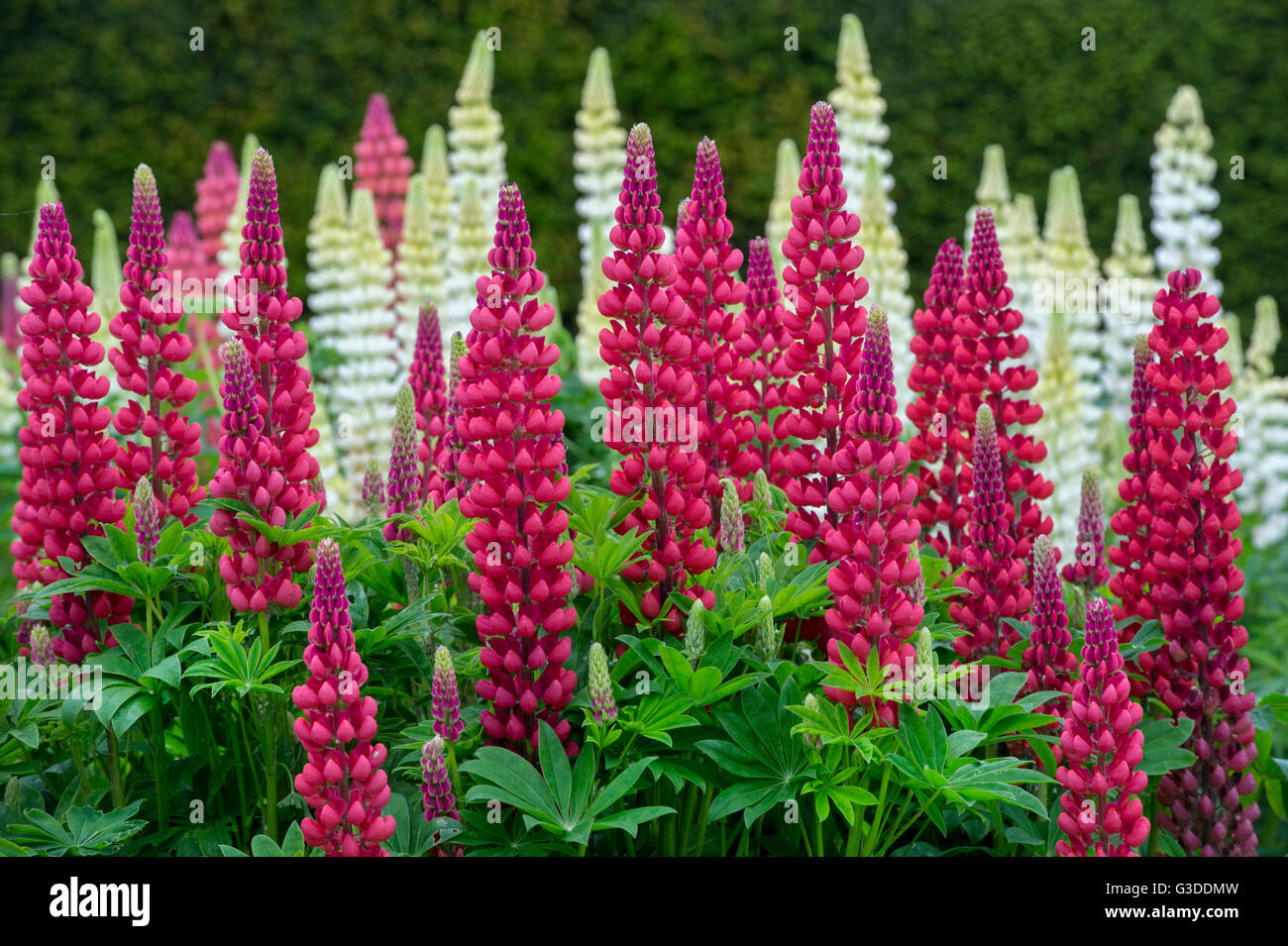 Lupinus. Lupin 'The Page' flower Stock Photo - Alamy