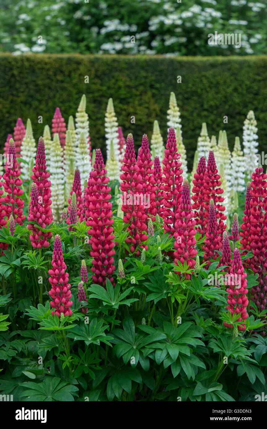 Lupinus. Lupin 'The Page' flower Stock Photo - Alamy
