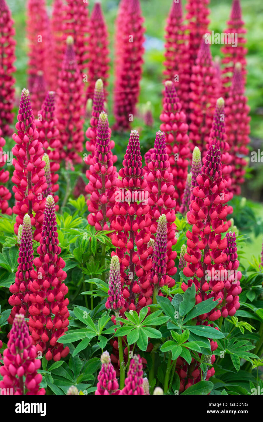 Lupinus. Lupin 'The Page' flower Stock Photo - Alamy