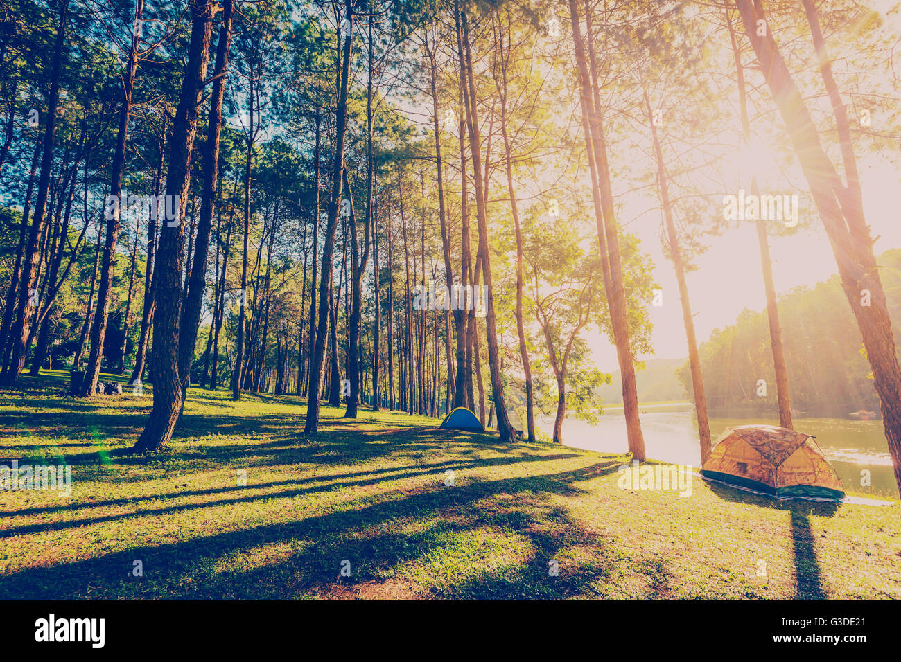 Sunrise with pine trees hi-res stock photography and images - Alamy