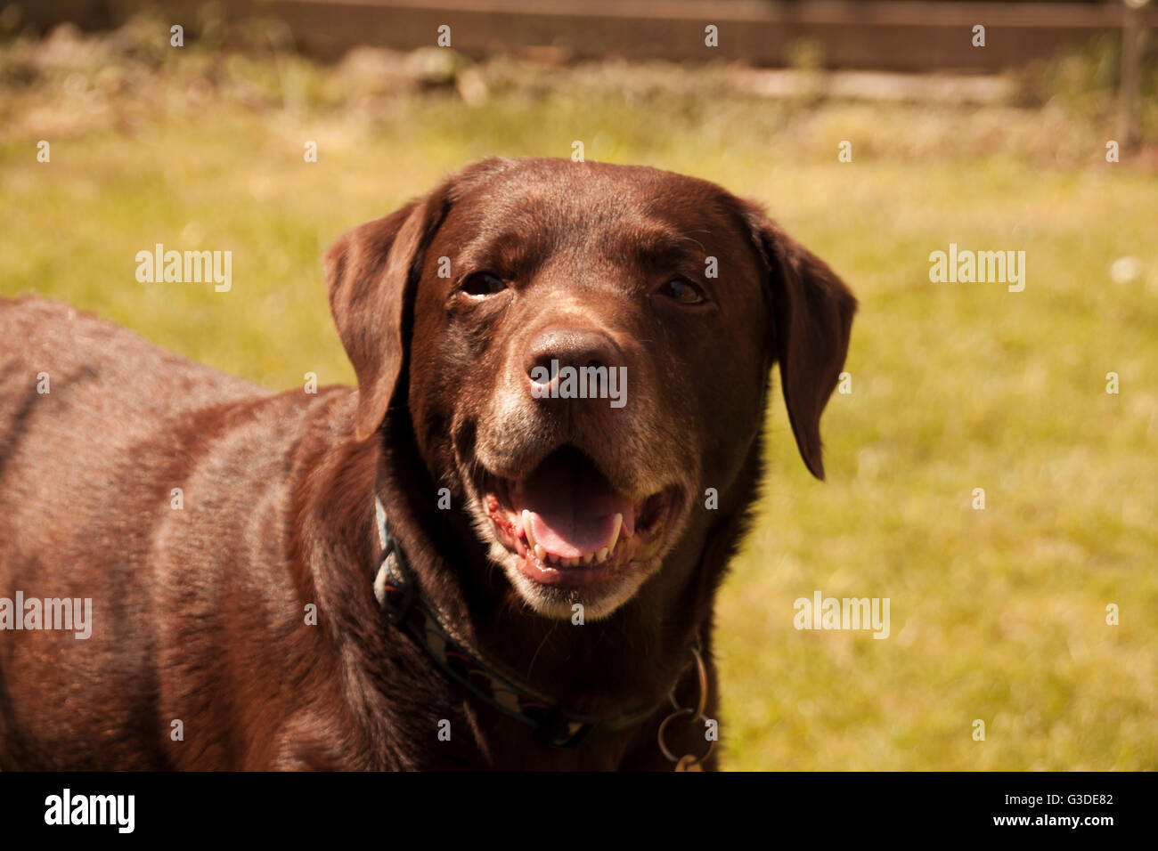 Labrador close up in landscape hi-res stock photography and images - Alamy