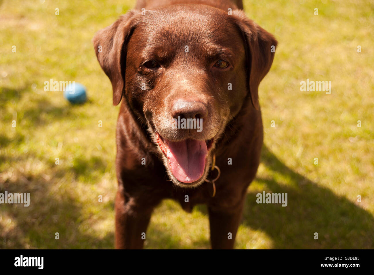 Close up picture of brown/red/chocolate labrador dog playing with ball ...