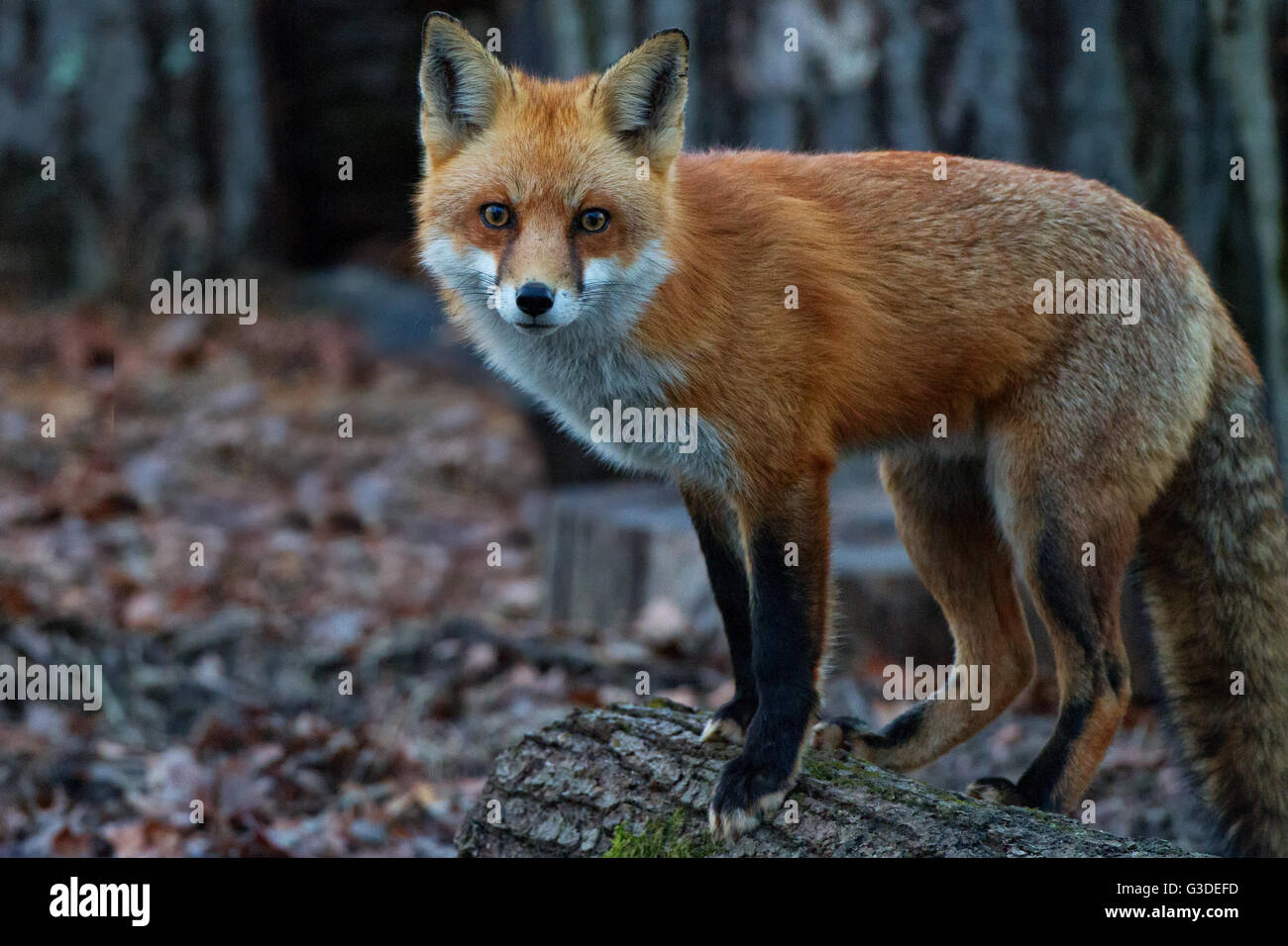 Fox standing hi-res stock photography and images - Alamy