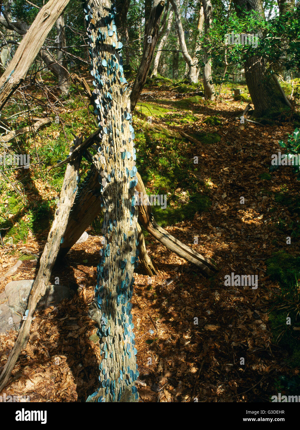 Remains of the Money Tree sacred oak beside the dried up hollow of the ...