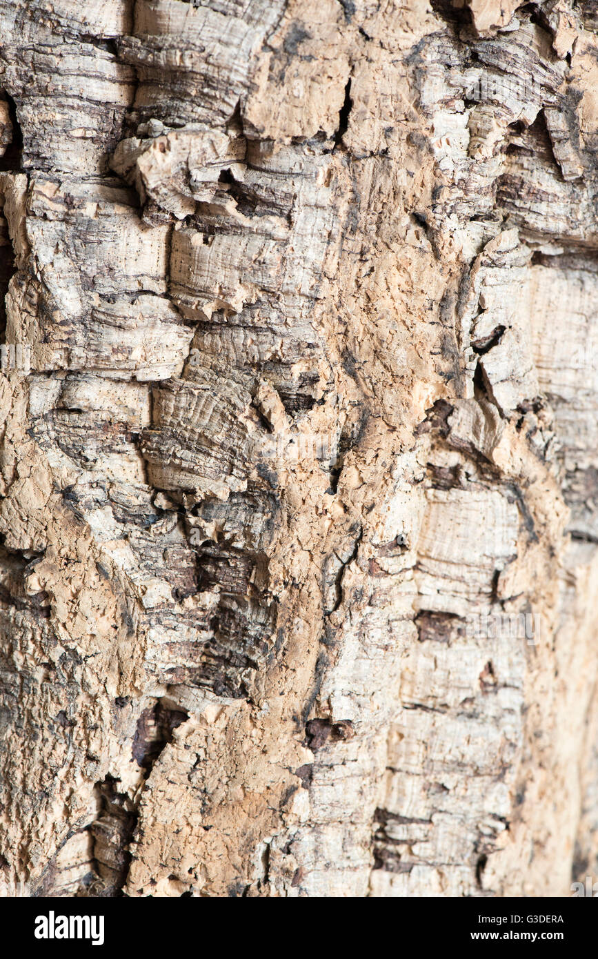 Cork Tree High Resolution Stock Photography and Images - Alamy