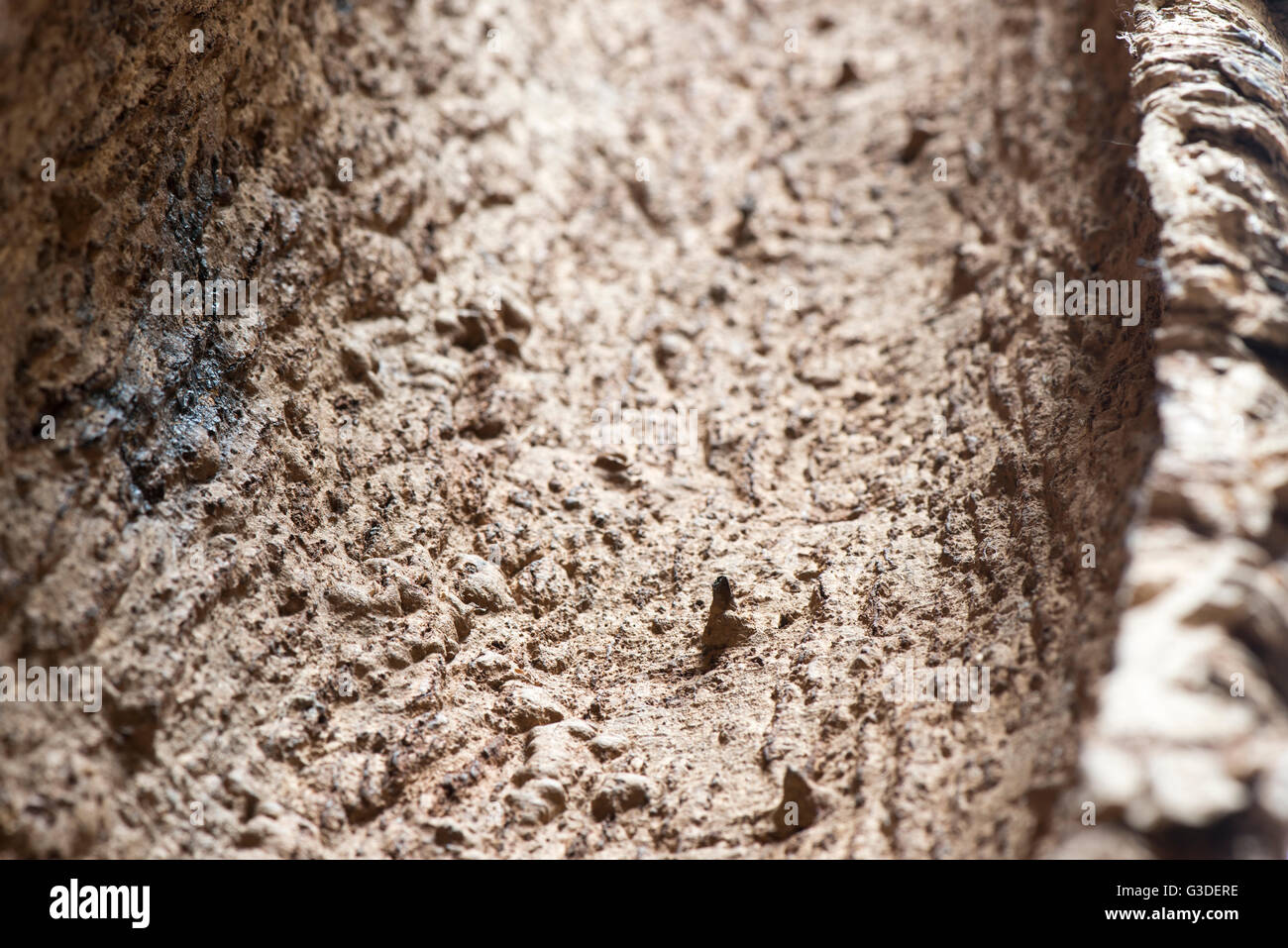 Cork tree bark Stock Photo - Alamy