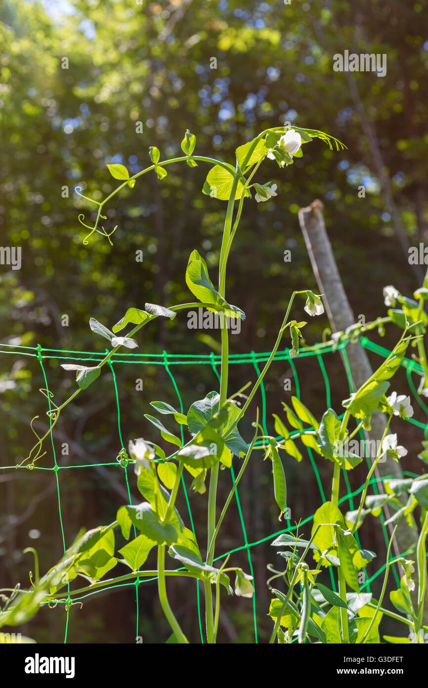 Growing peas in garden hi-res stock photography and images - Alamy