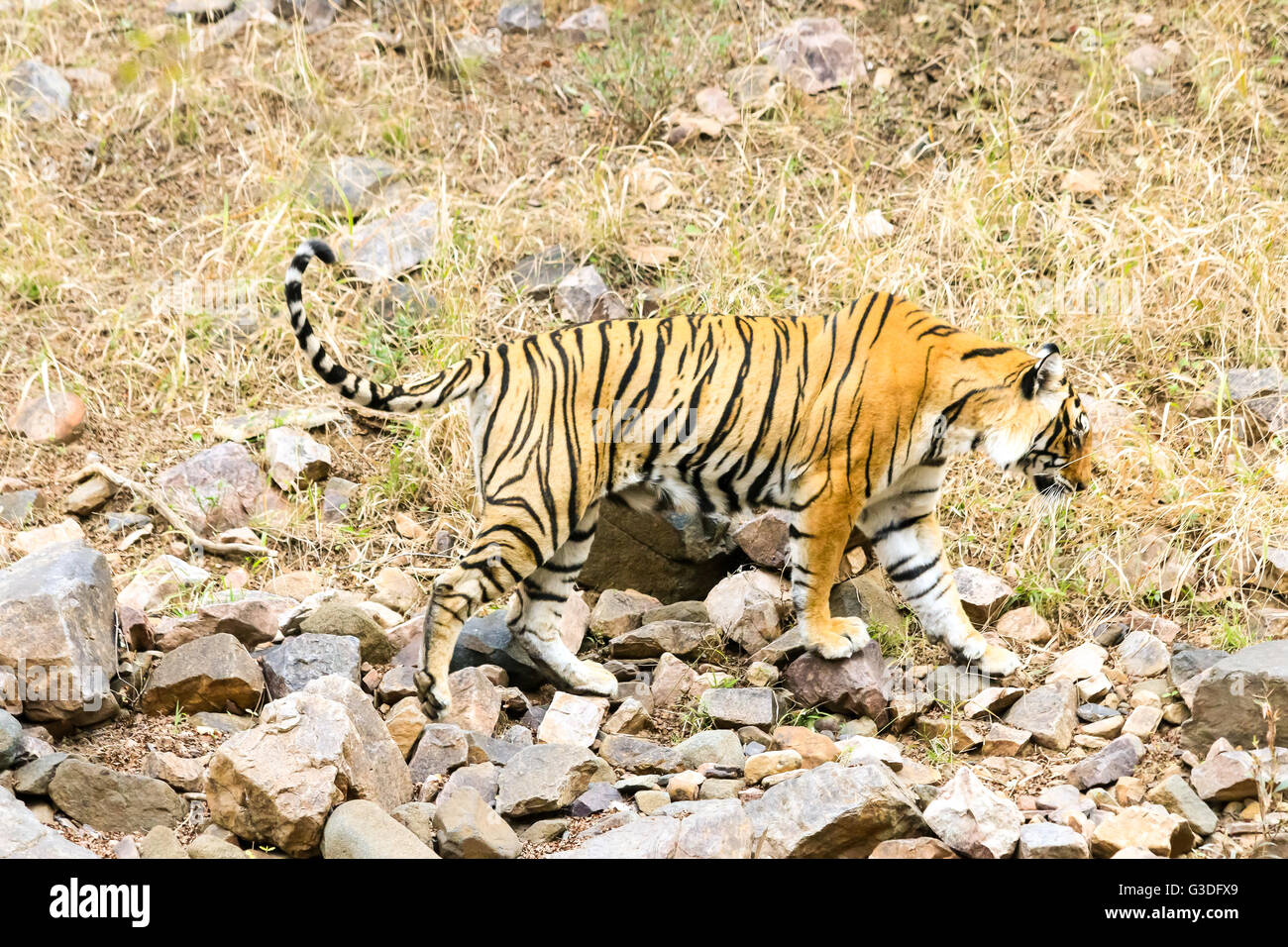 Bengal Tiger hunting for food Ranthambore National Park, India Stock ...