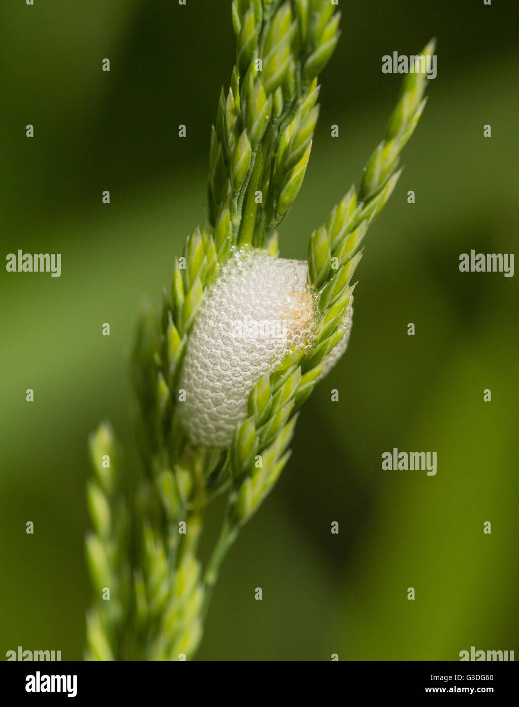 Cuckoo Spit Philaenus High Resolution Stock Photography and Images - Alamy