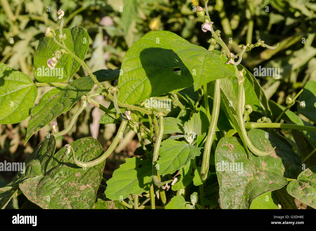 Spring, common beans, Phaseolus vulgaris plants in urban garden. Spain ...