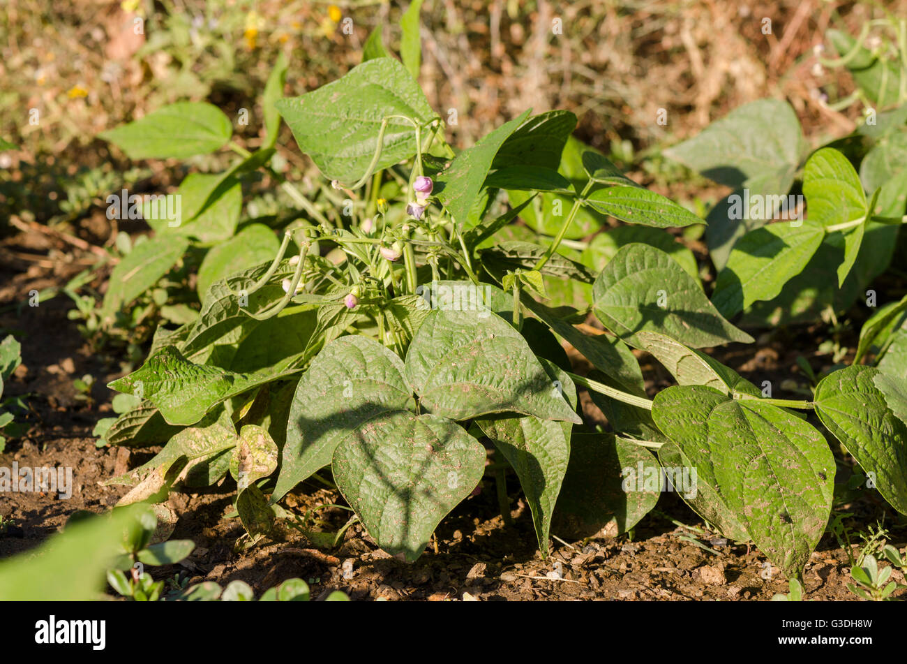 Common beans hi-res stock photography and images - Alamy