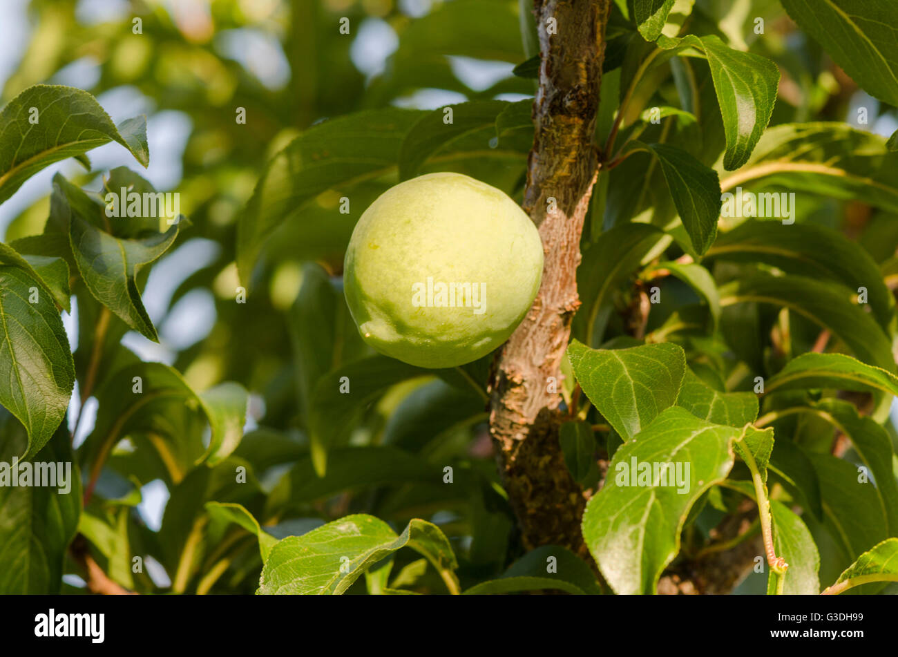Plum fruit tree hi-res stock photography and images - Alamy