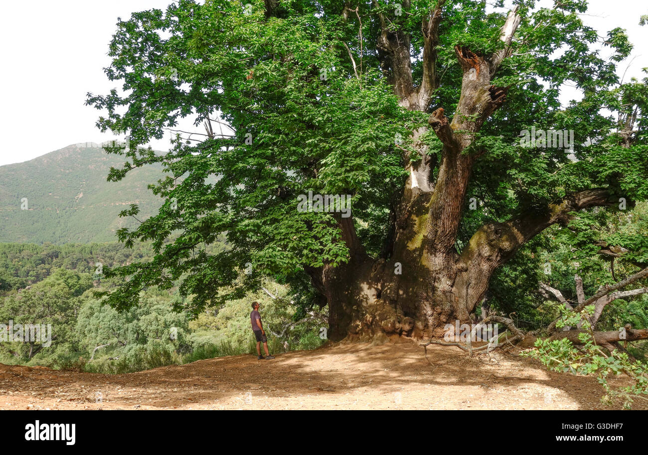 Man looks at ancient 1000 years old sweet chestnut tree in Sierra de ...