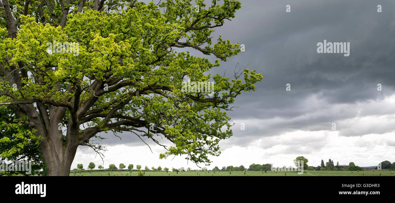 May rain uk oak hi-res stock photography and images - Alamy