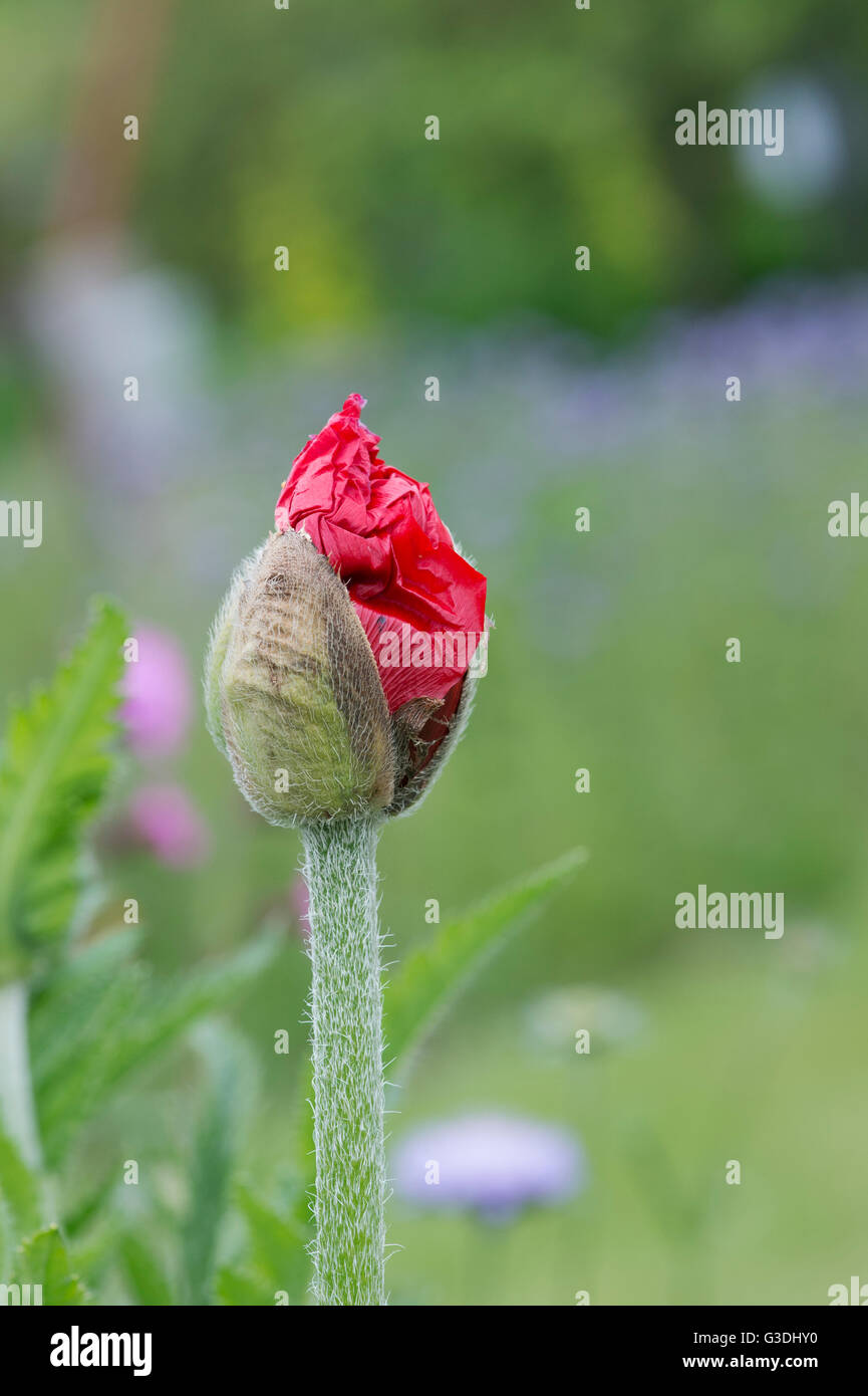 Papaver oriental beauty of livermere High Resolution Stock Photography ...