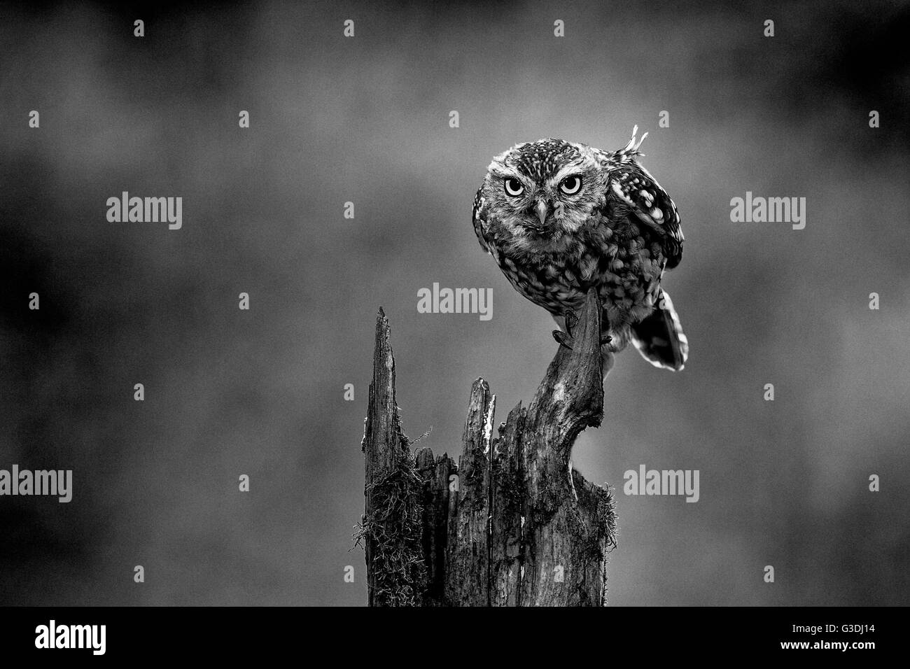 little owl stare Stock Photo - Alamy