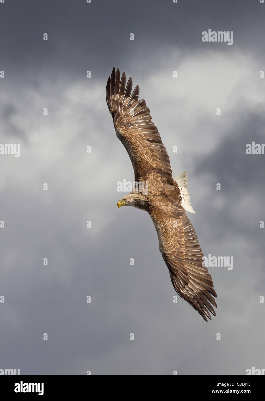 White tailed eagle eagle hi-res stock photography and images - Alamy