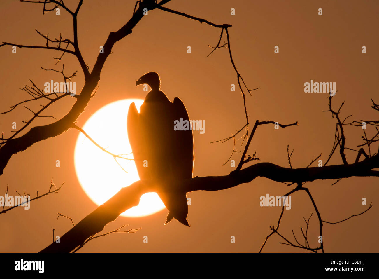 turkey vulture sunset Stock Photo - Alamy