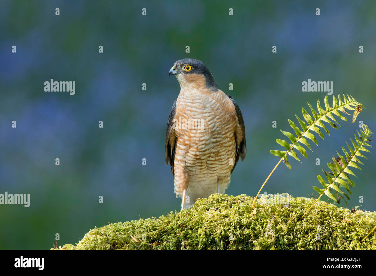 Sparrowhawk raptor hi-res stock photography and images - Alamy
