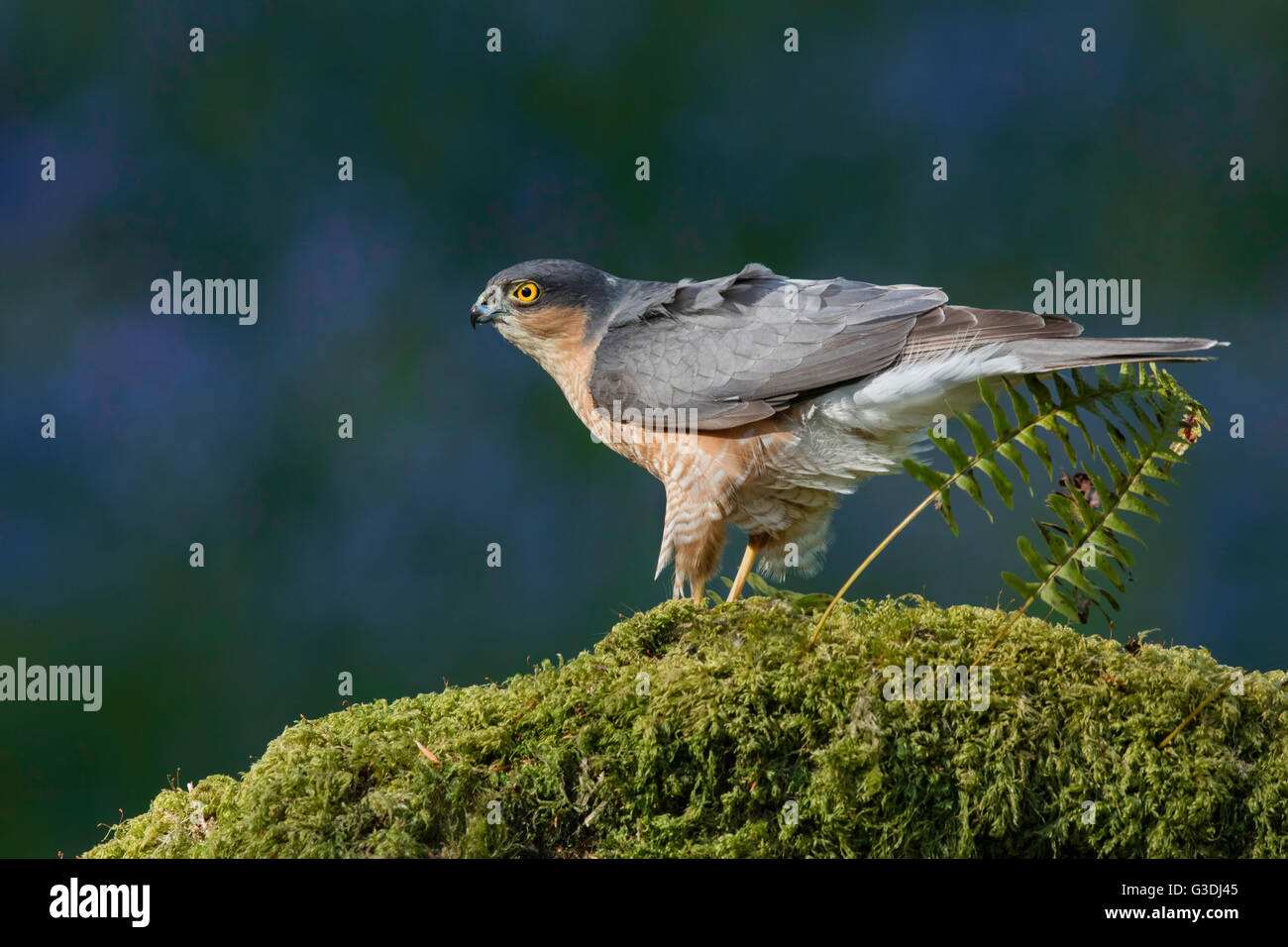 Sparrowhawk raptor hi-res stock photography and images - Alamy