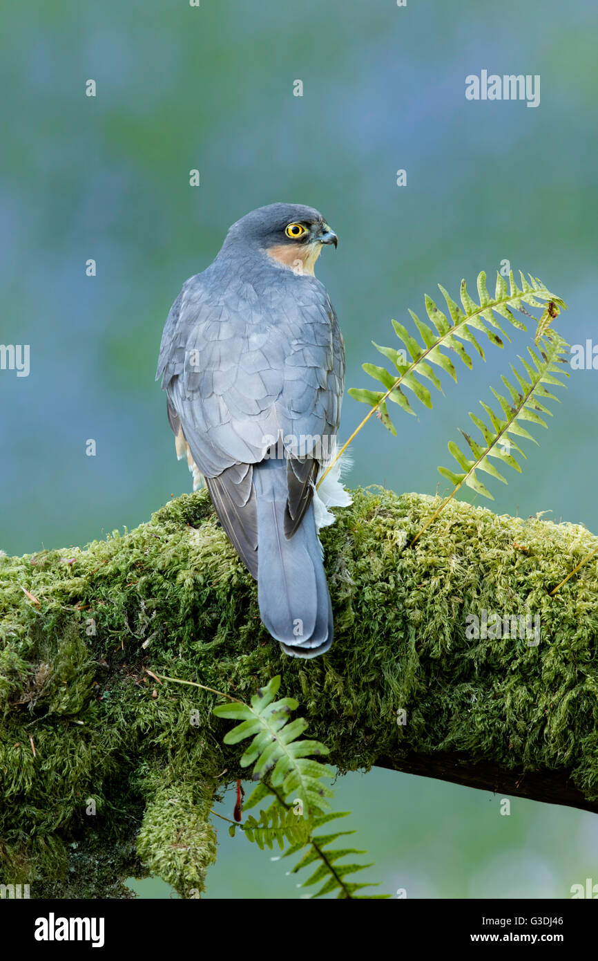 Sparrowhawk raptor hi-res stock photography and images - Alamy