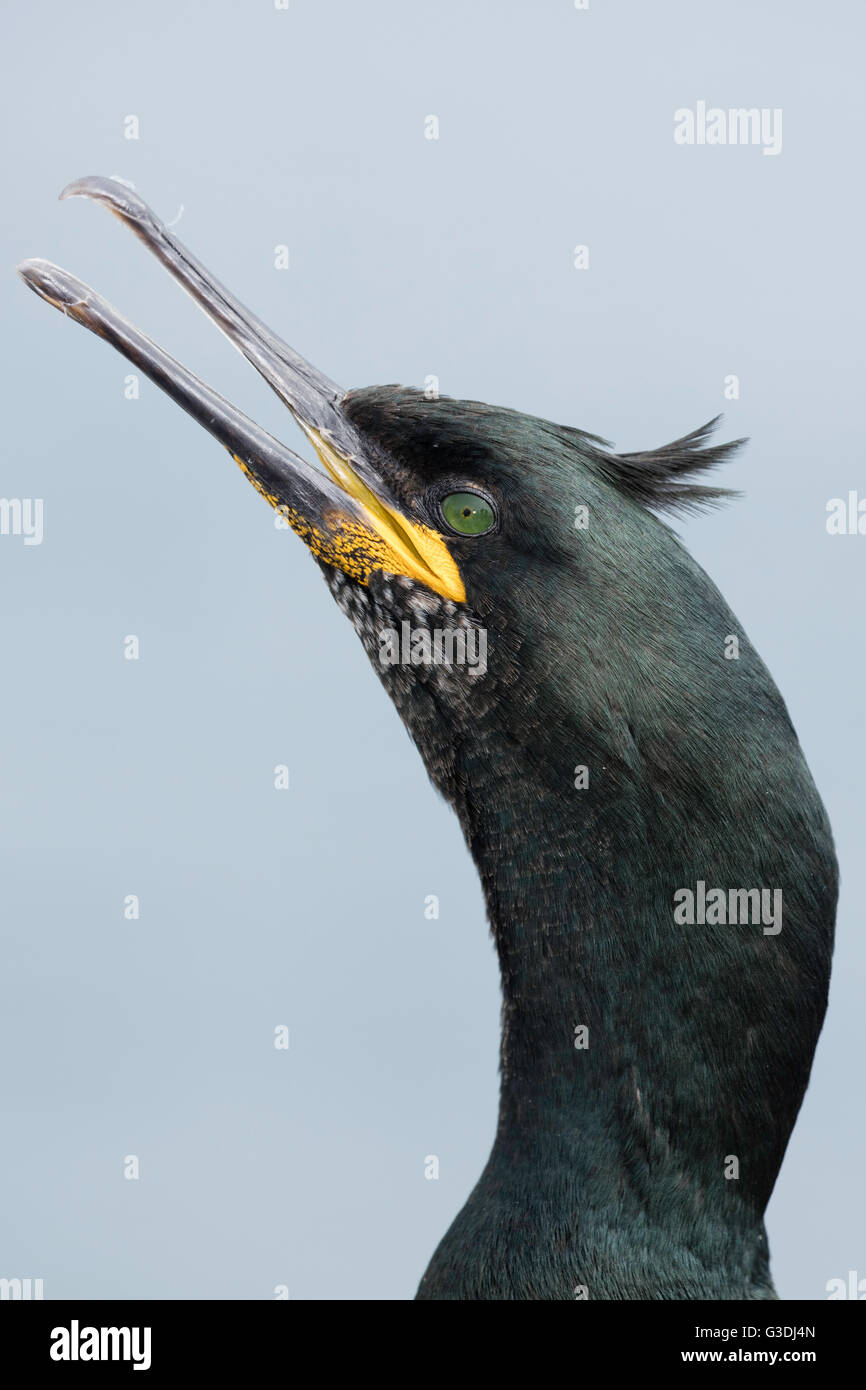 Green shag hi-res stock photography and images - Alamy