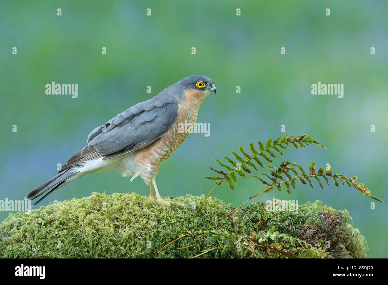 Sparrowhawk raptor hi-res stock photography and images - Alamy