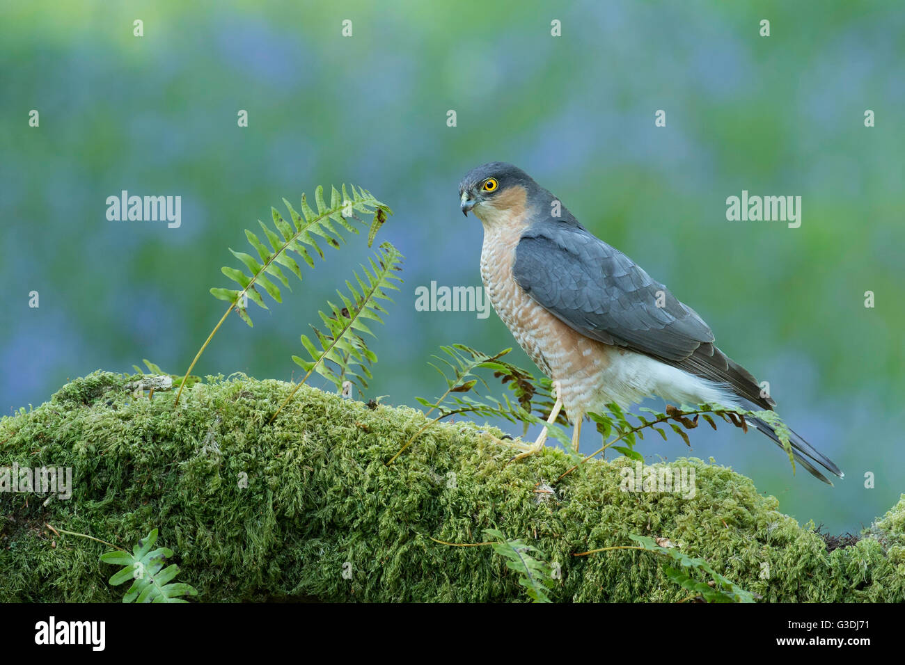 Sparrowhawk raptor hi-res stock photography and images - Alamy