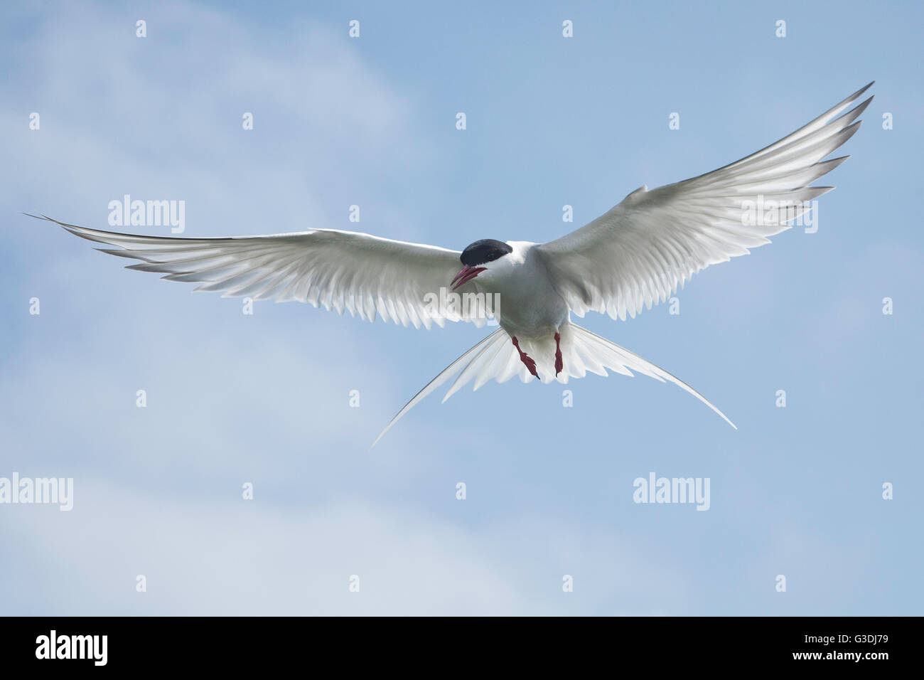 Tern silhouette hi-res stock photography and images - Alamy