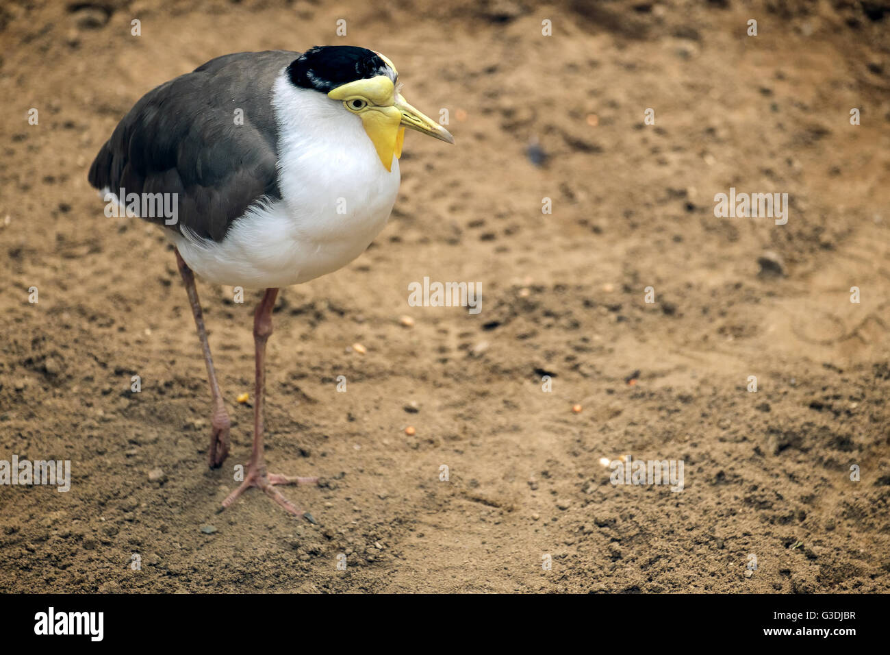 Masked Lapwing (Vanellus miles Stock Photo - Alamy