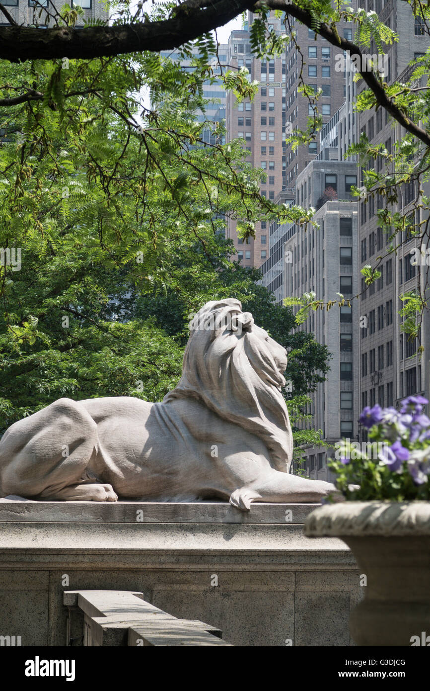 Lion Statue, New York Public Library, Main Branch, NYC Stock Photo - Alamy