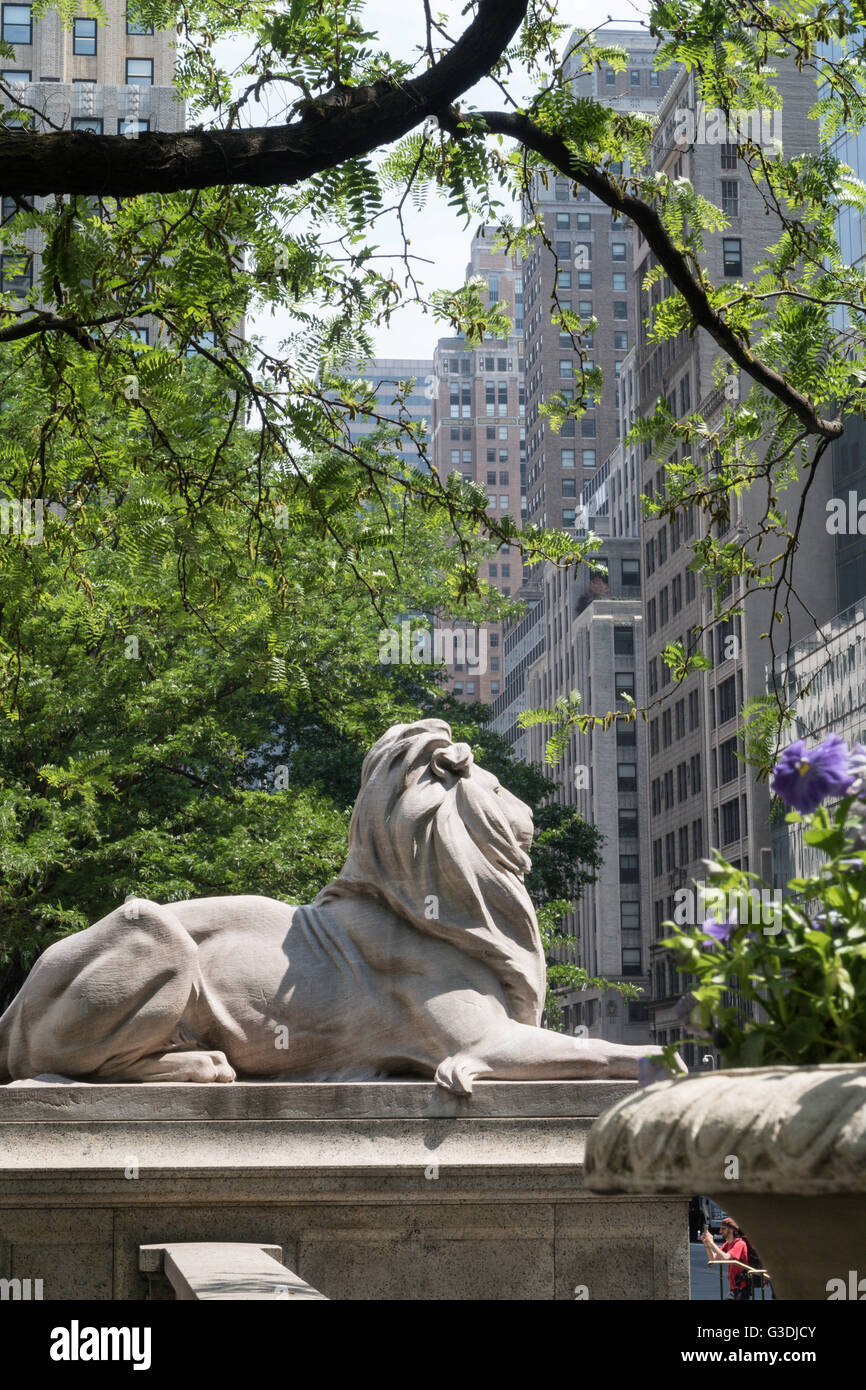 Lion Statue, New York Public Library, Main Branch, NYC Stock Photo - Alamy